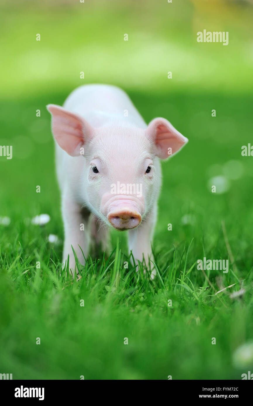 Piglet on spring green grass on a farm Stock Photo - Alamy