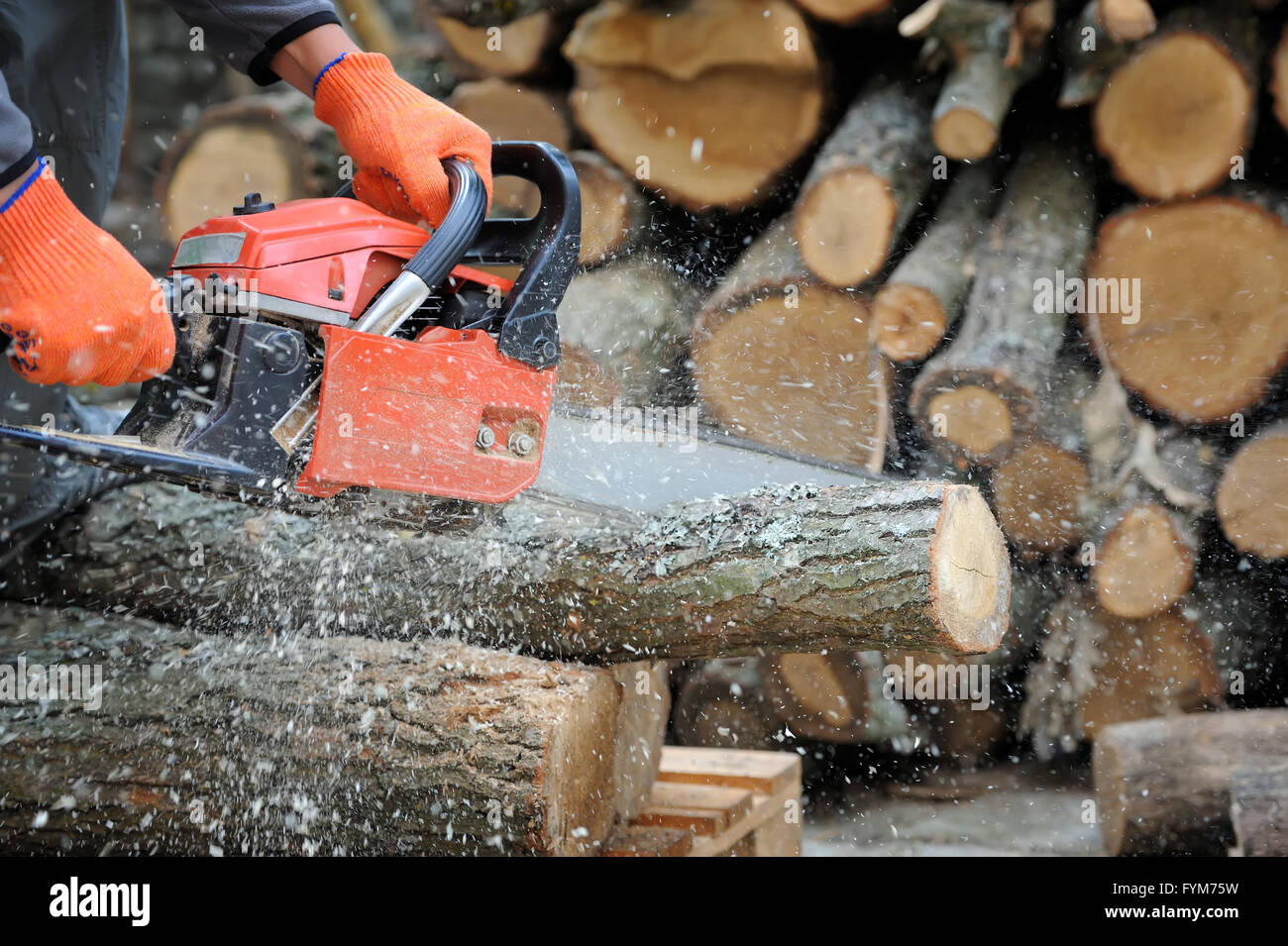 Close-up of male hands cutting trunk with chainsaw Stock Photo - Alamy