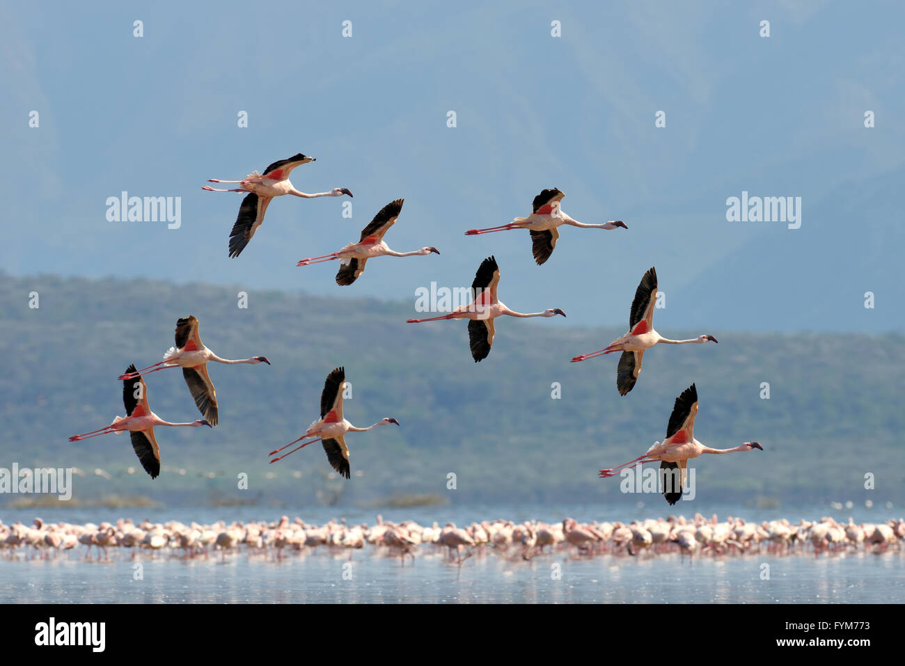Flock of flamingos wading in the shallow lagoon water Stock Photo - Alamy