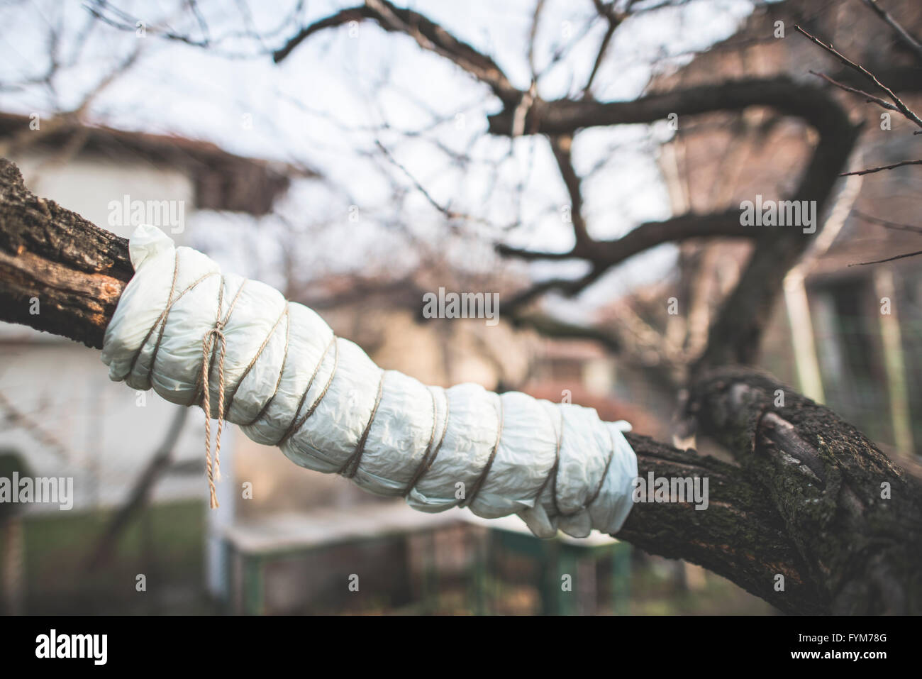 Wounded tree branch with bandage Stock Photo - Alamy