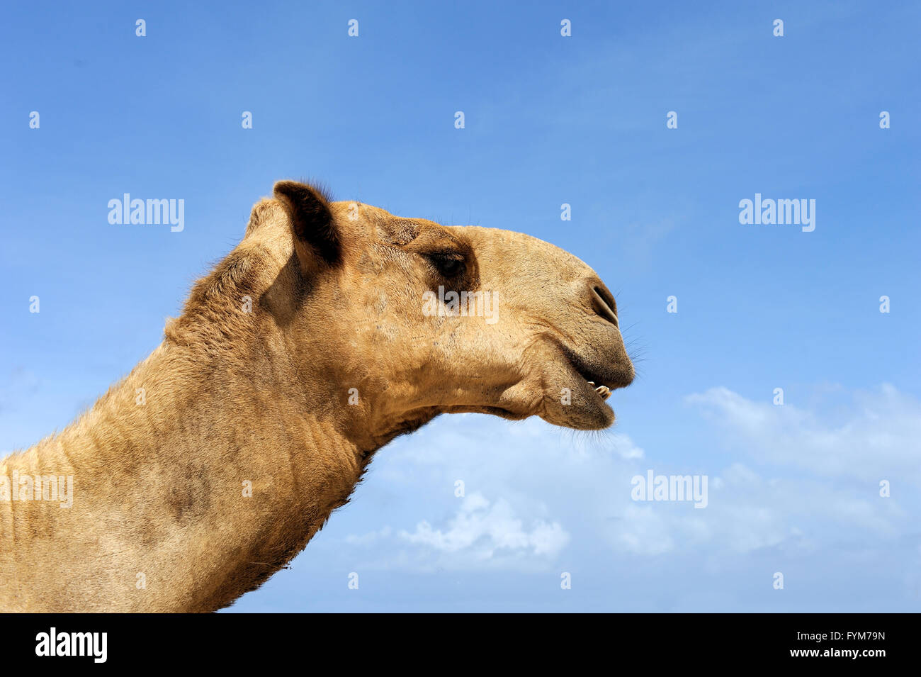Camel head on sky with clouds background Stock Photo - Alamy