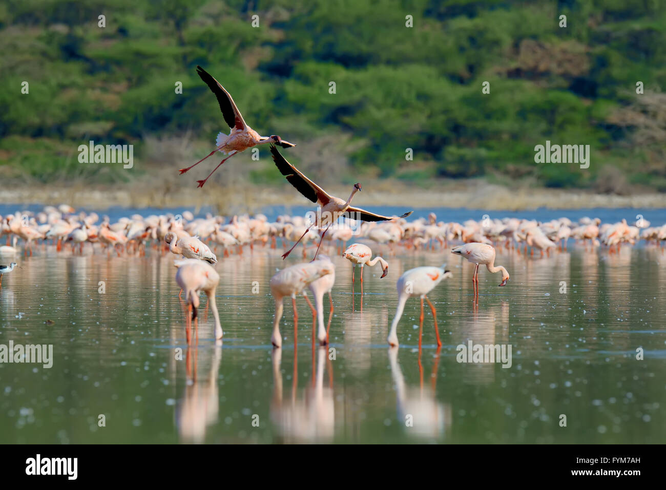 Flock of flamingos wading in the shallow lagoon water Stock Photo - Alamy