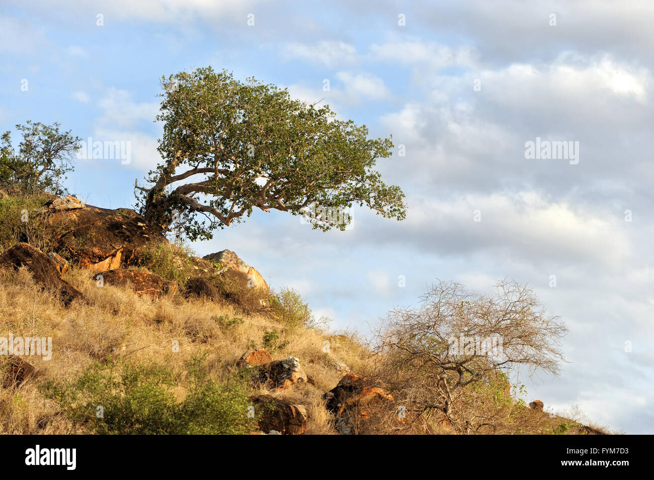 Beautiful landscape with tree in Africa Stock Photo - Alamy
