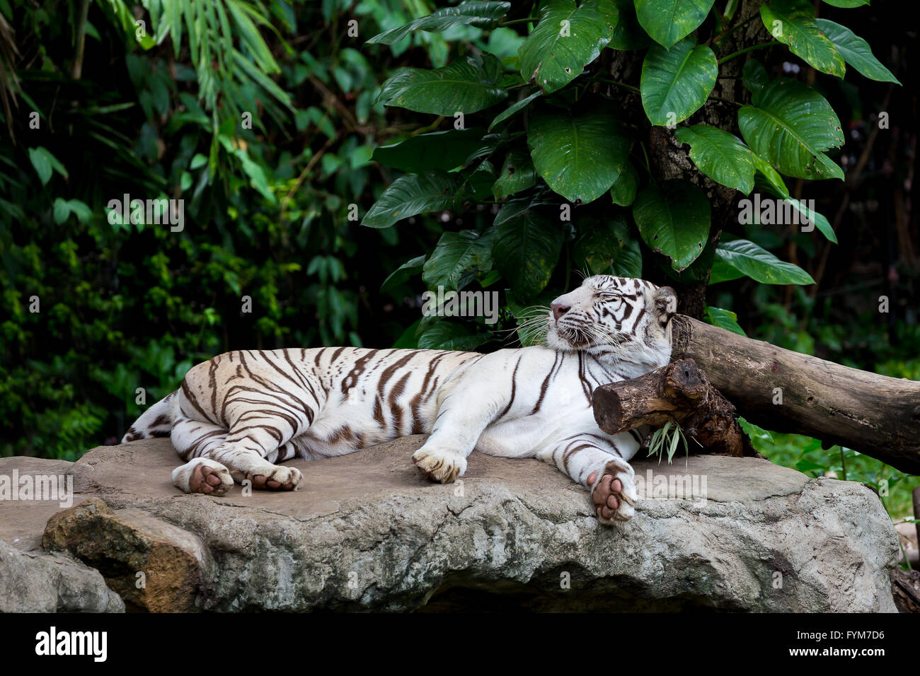 White Bengal tiger sleeping on the rock which his head put on the wood ...