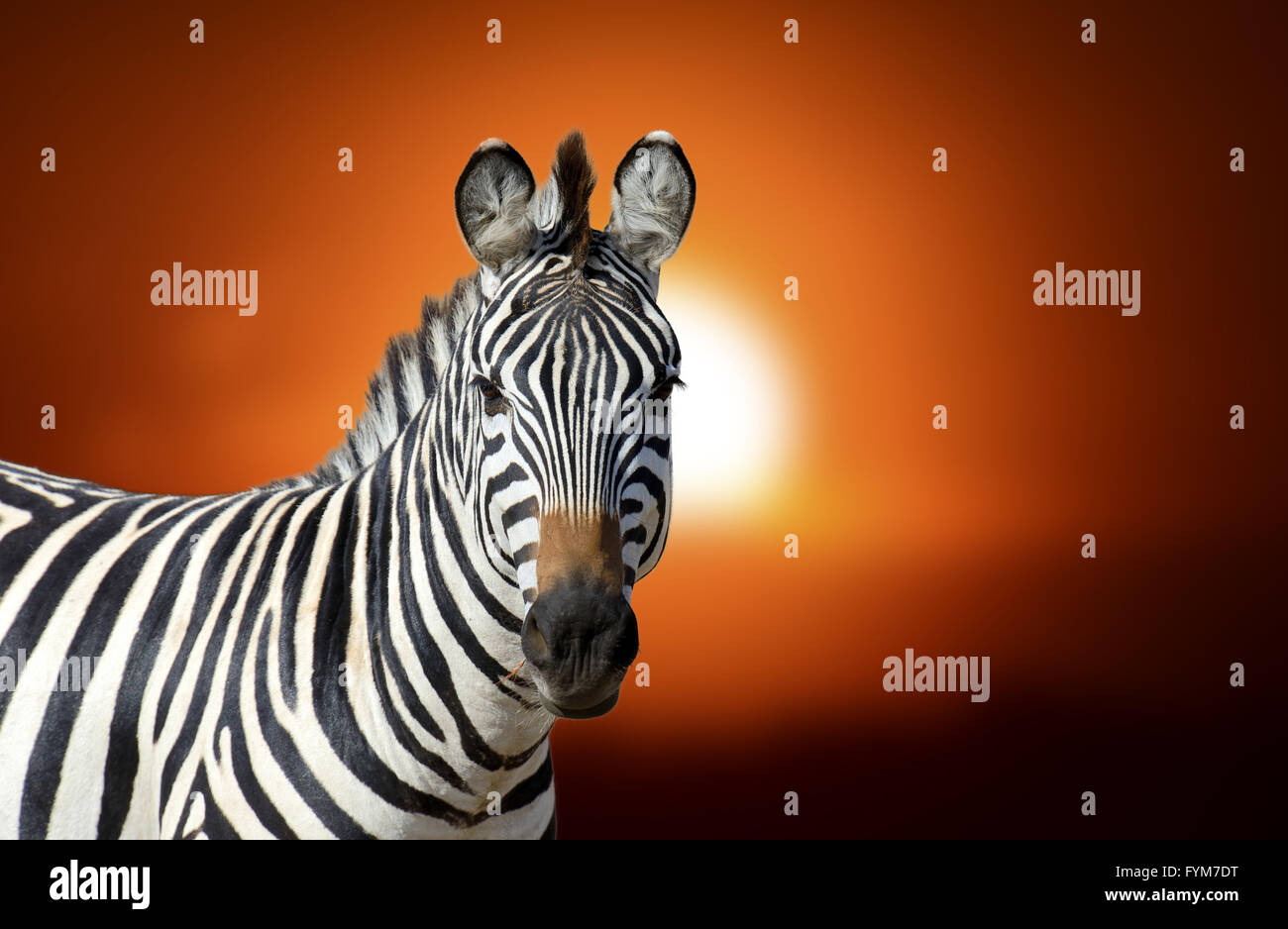 Zebra at sunset in Africa, National park of Kenya Stock Photo - Alamy