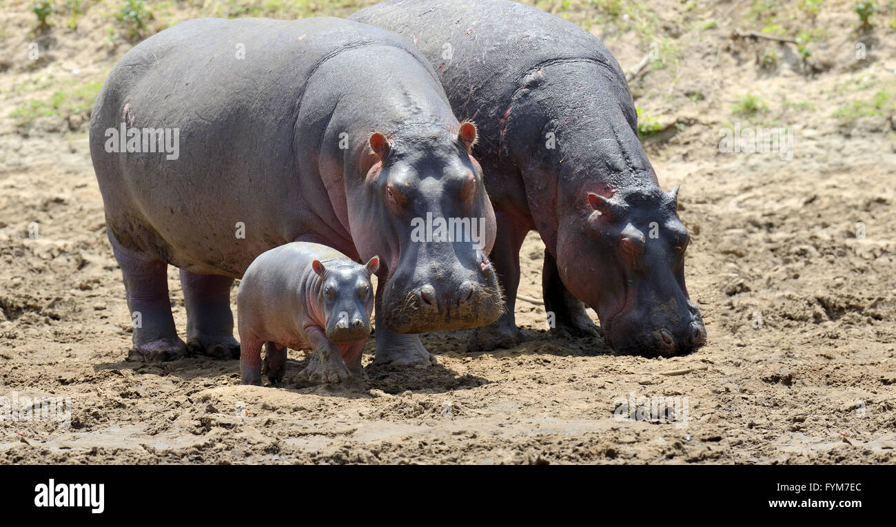 Hippo family (Hippopotamus amphibius) outside the water. Kenya, Africa ...