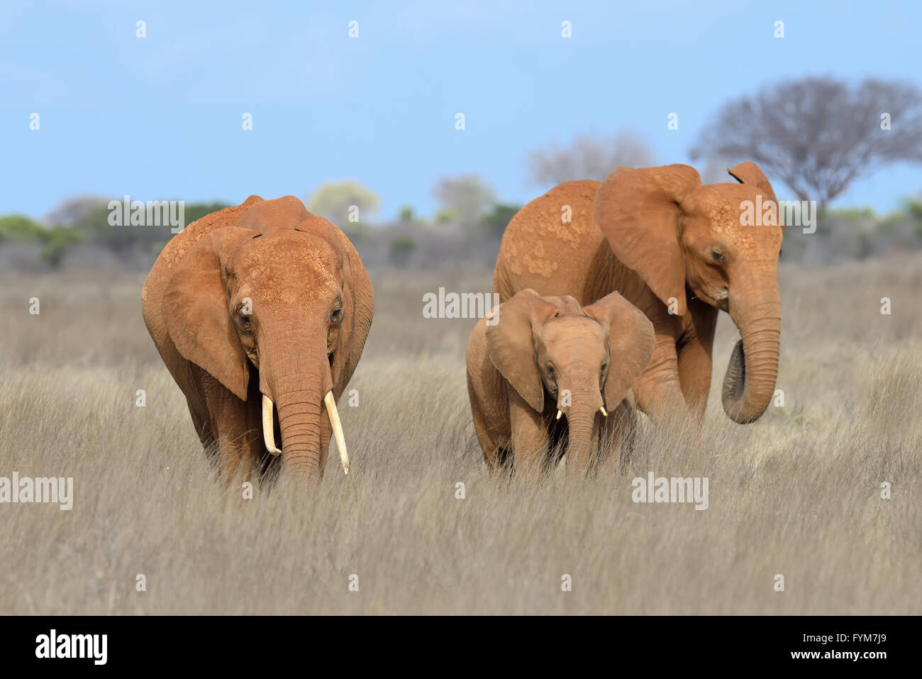 Elephant Africa High Resolution Stock Photography and Images - Alamy
