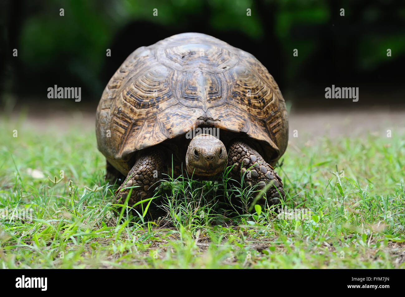 Turtle grass hi-res stock photography and images - Alamy