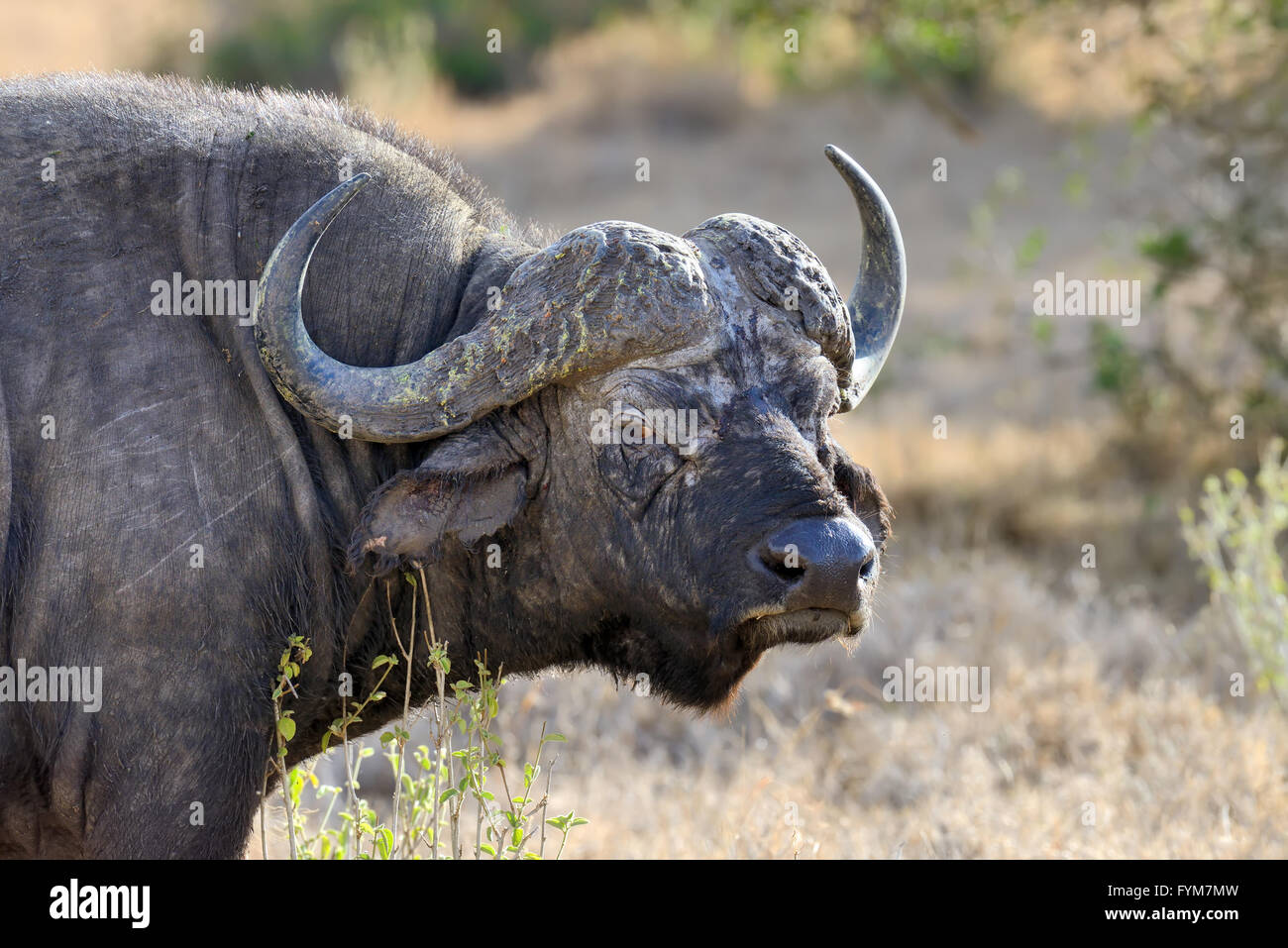Buffalo bull hi-res stock photography and images - Alamy