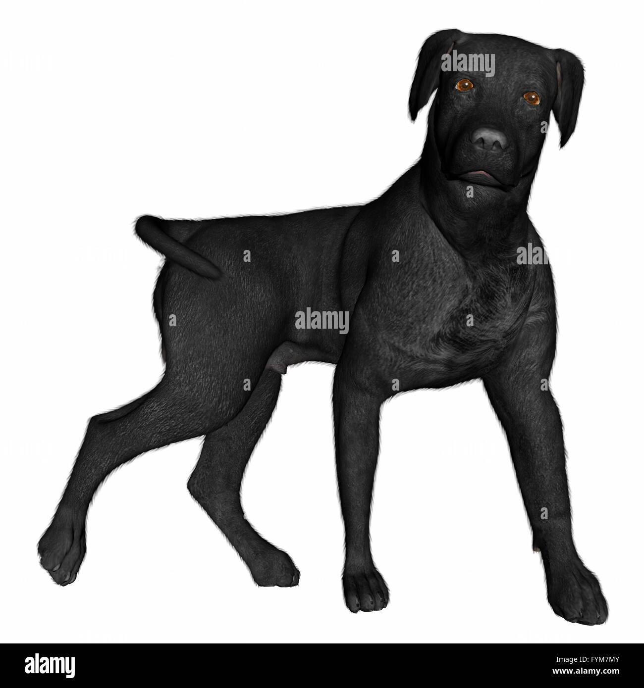 Black labrador dog standing - 3D render Stock Photo - Alamy