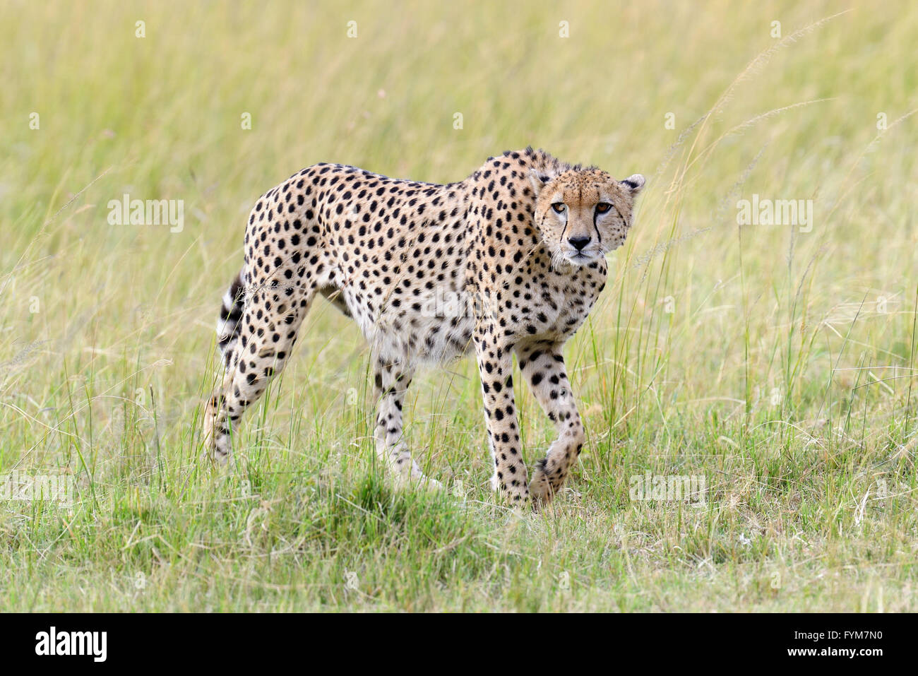 Wild african cheetah, beautiful mammal animal. Africa, Kenya Stock ...