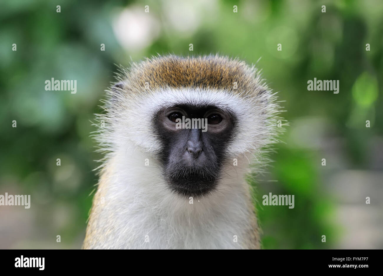 Vervet Monkey, National park of Kenya, Africa Stock Photo - Alamy