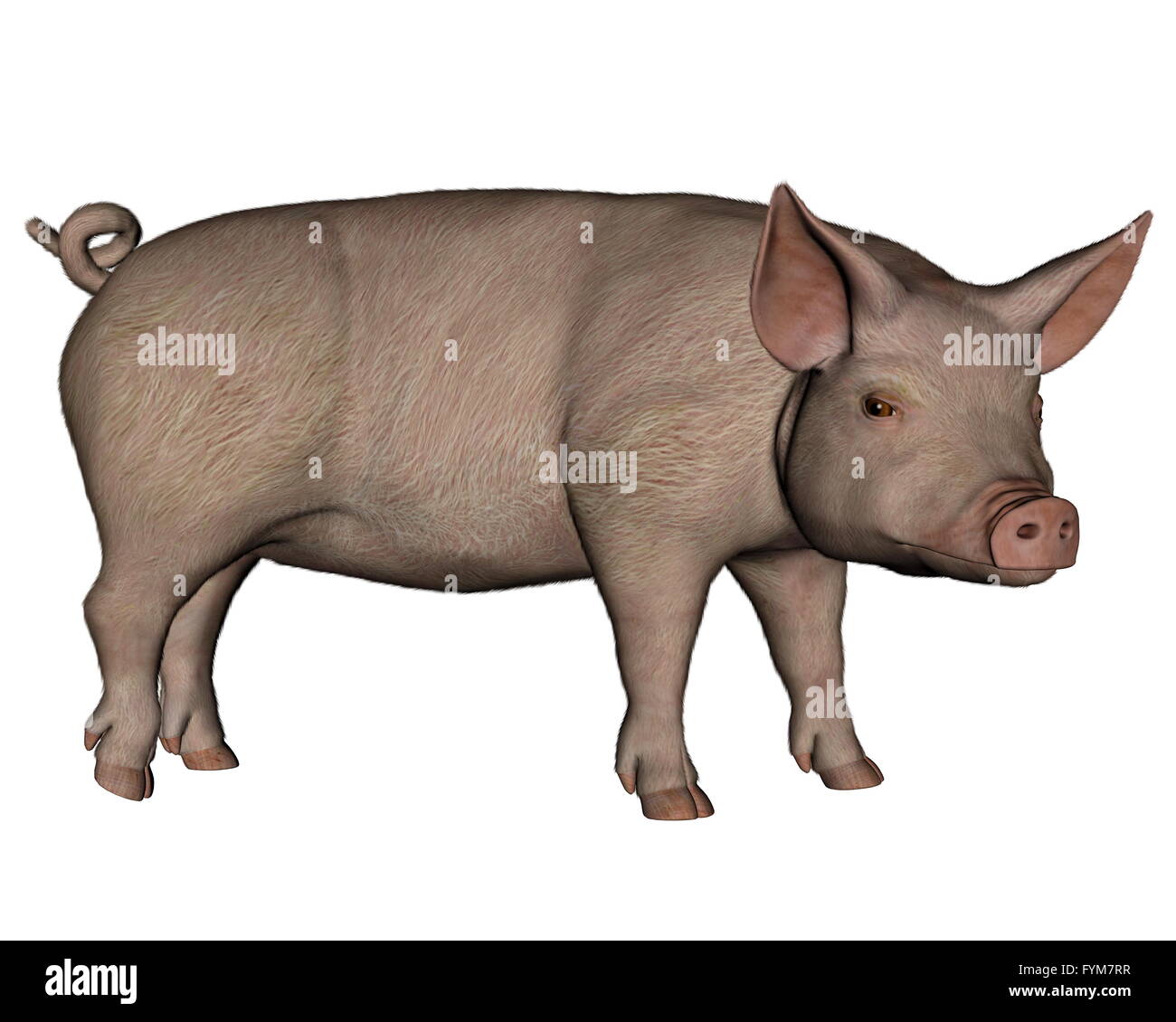 Pig standing - 3D render Stock Photo - Alamy
