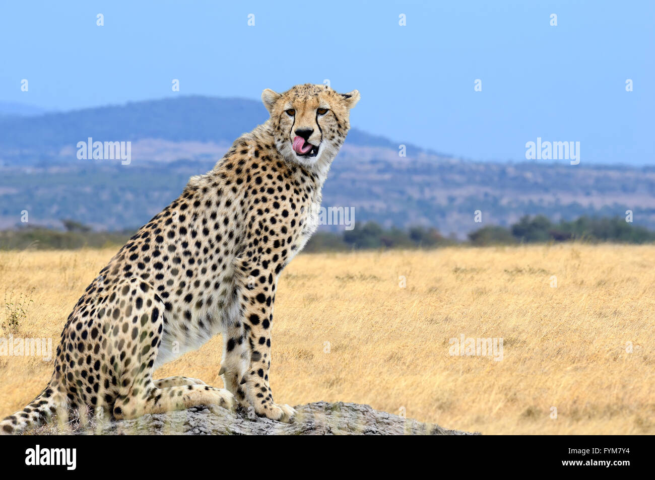 Wild african cheetah, beautiful mammal animal. Africa, Kenya Stock ...