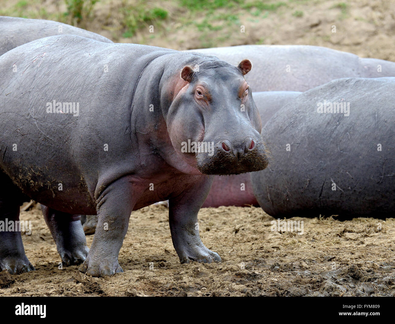 Hippo family (Hippopotamus amphibius) outside the water, Africa Stock ...