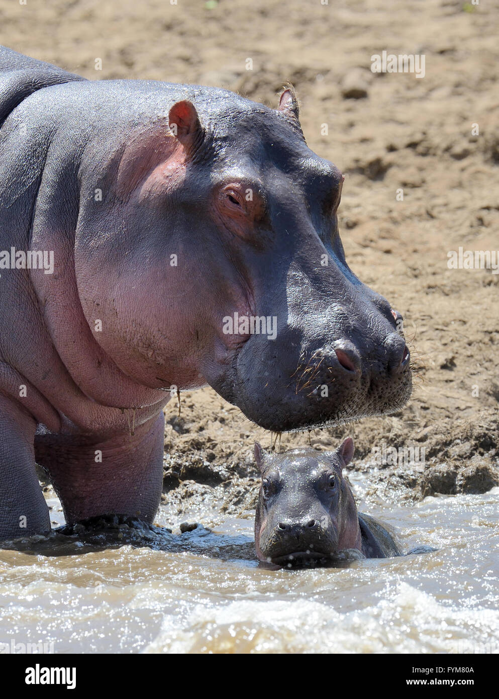 Hippo africa hi-res stock photography and images - Alamy