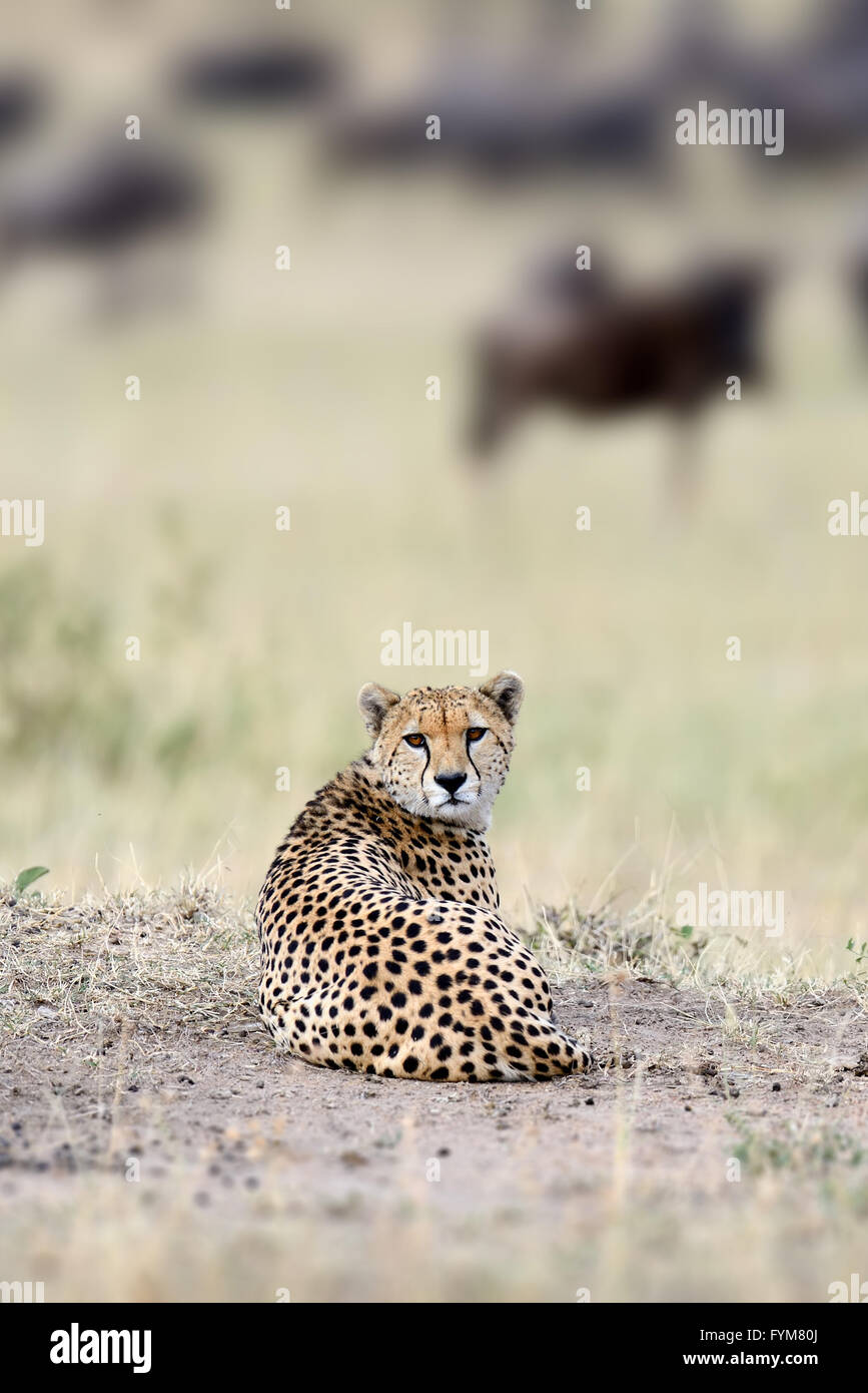 Wild african cheetah, beautiful mammal animal. Africa, Kenya Stock ...