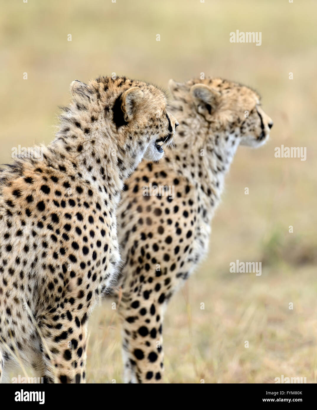 Wild african cheetah, beautiful mammal animal. Africa, Kenya Stock ...