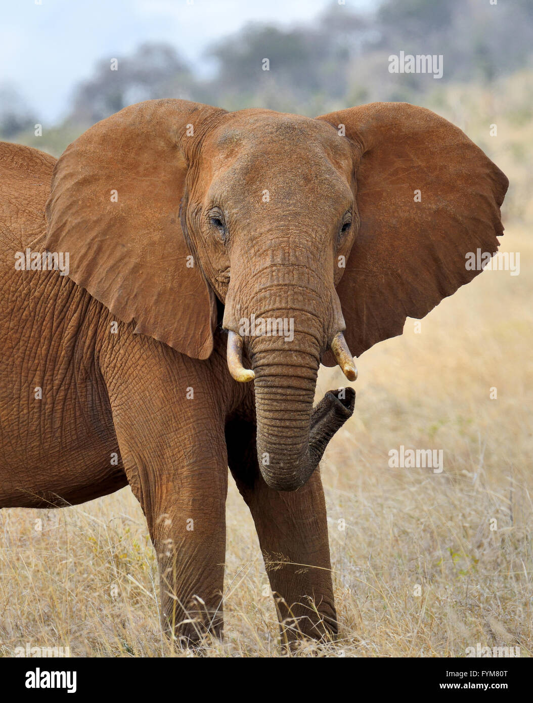 Elephant in National park of Kenya, Africa Stock Photo - Alamy