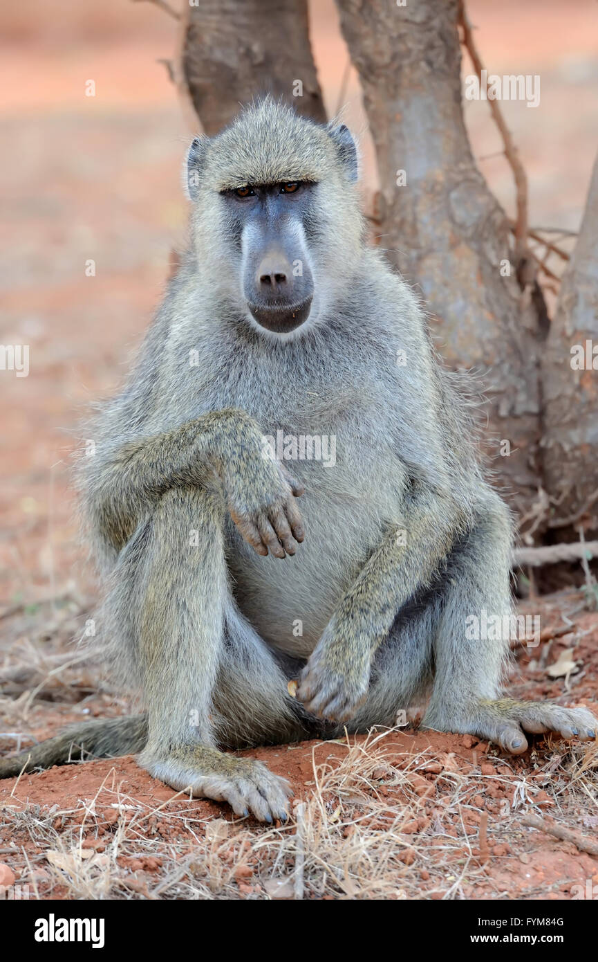 Baboon monkey hi-res stock photography and images - Alamy