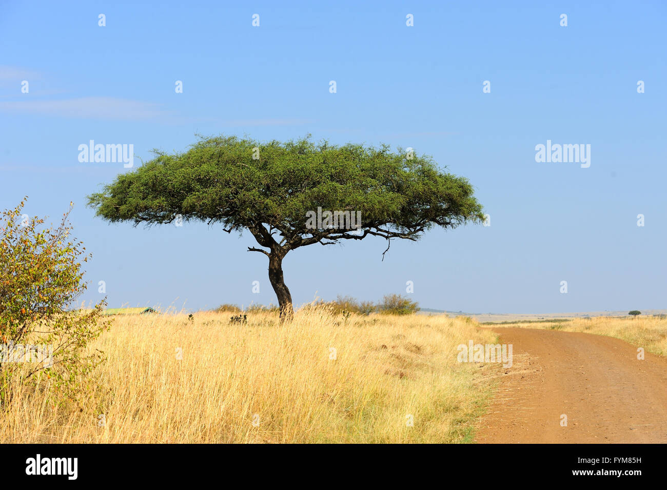 South africa landscape acacia hi-res stock photography and images - Alamy