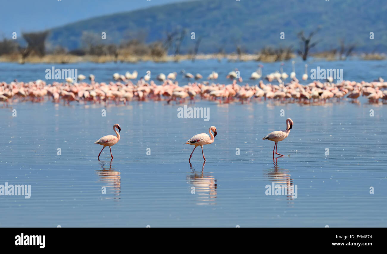 Flock of flamingos wading in the shallow lagoon water Stock Photo - Alamy
