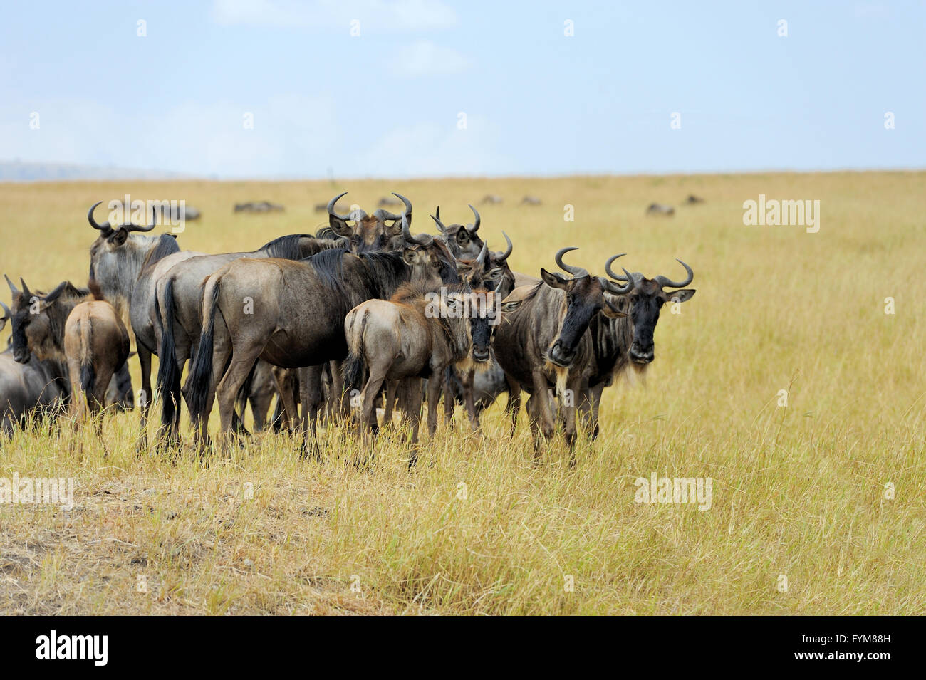 Wildebeest in National park of Kenya, Africa Stock Photo - Alamy
