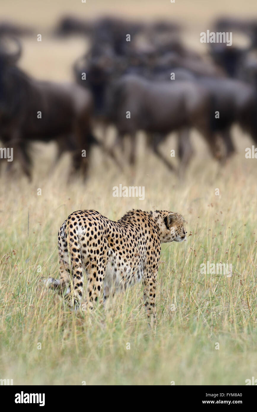 Wild african cheetah, beautiful mammal animal. Africa, Kenya Stock ...