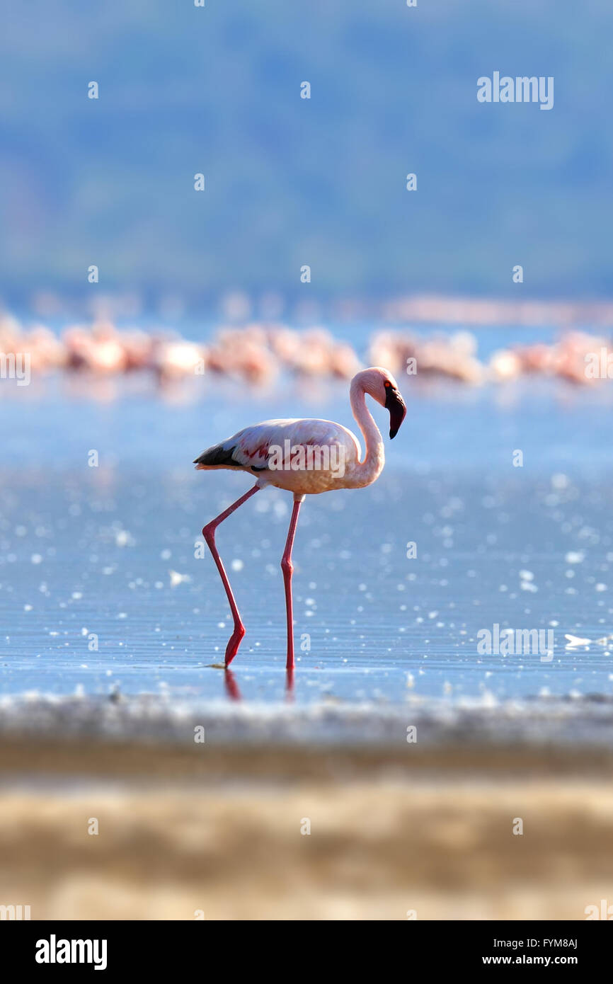Flock of flamingos wading in the shallow lagoon water. Kenya, Africa ...