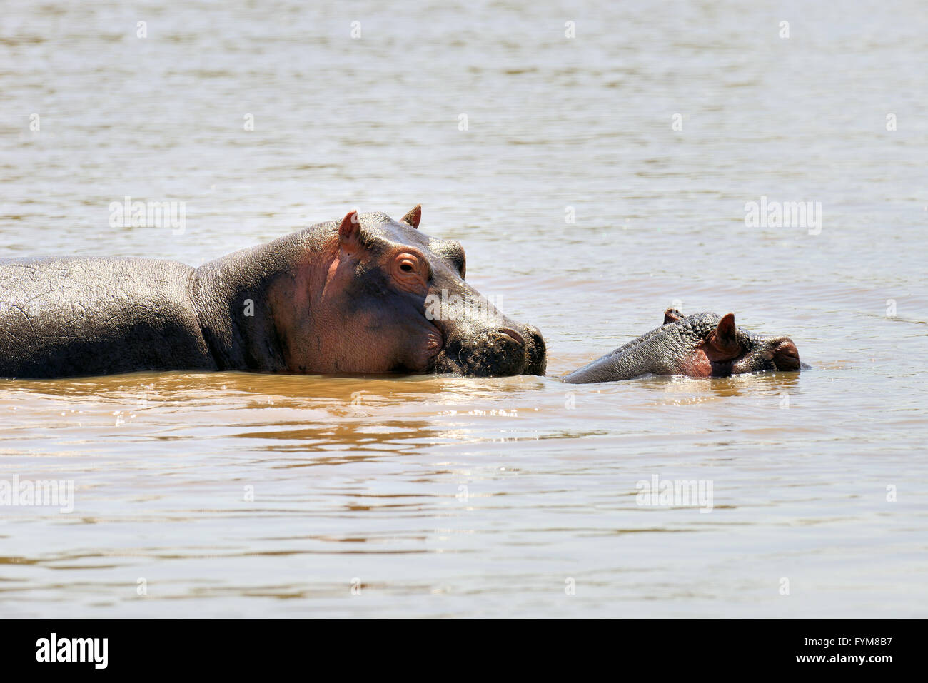 Hippo (Hippopotamus amphibius) in the water, Kenya, Africa Stock Photo ...