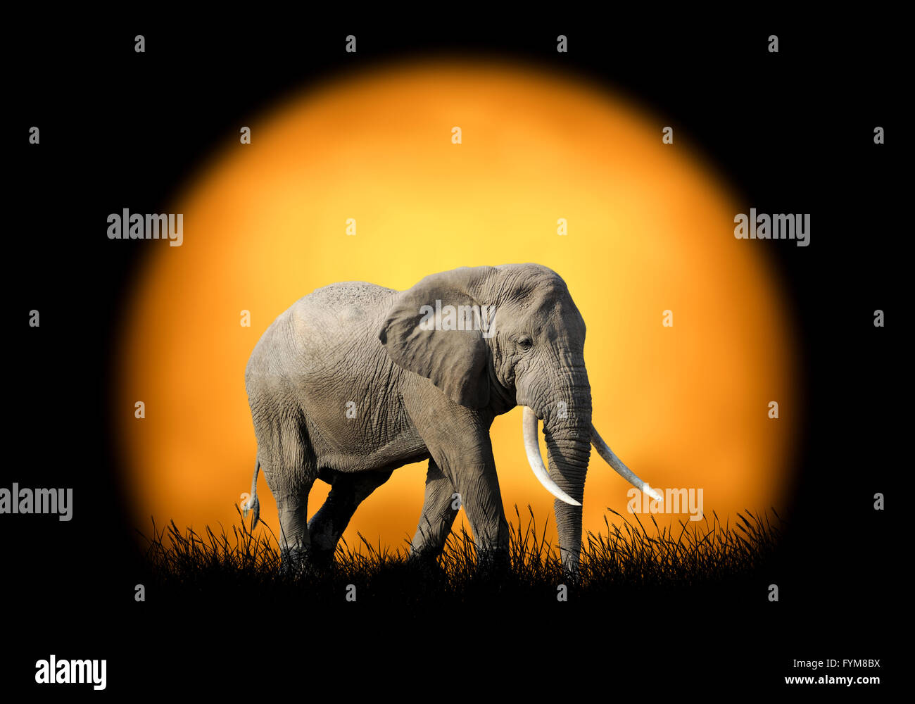 Elephant on the background of sunset. Large sun on a dark background ...