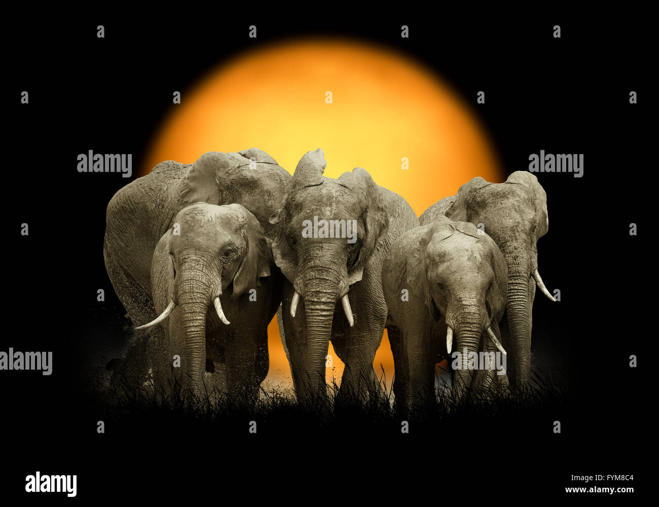 African elephant big sun sunset hi-res stock photography and images - Alamy