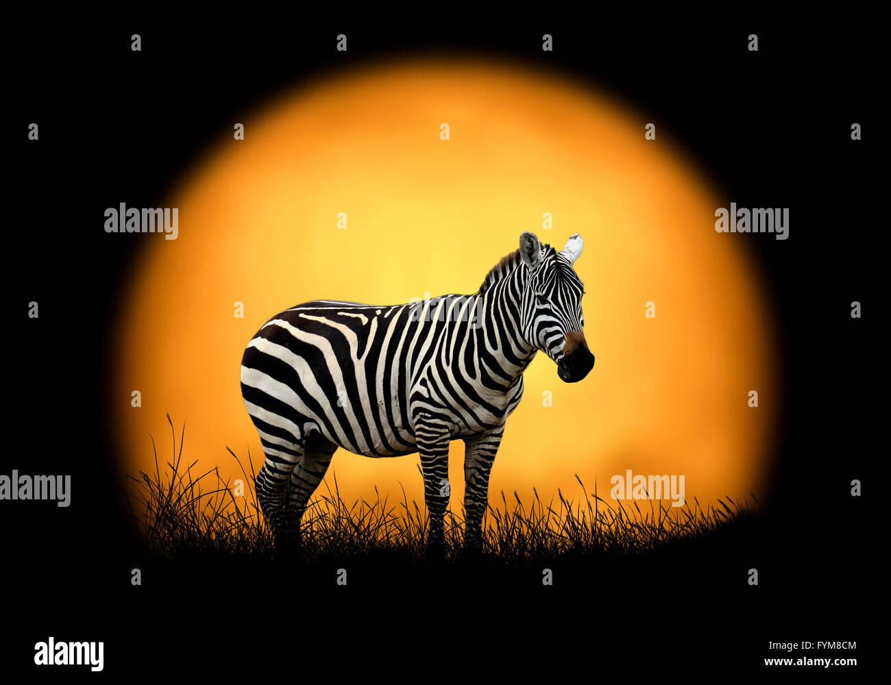 African savannah zebra sunset hi-res stock photography and images - Alamy