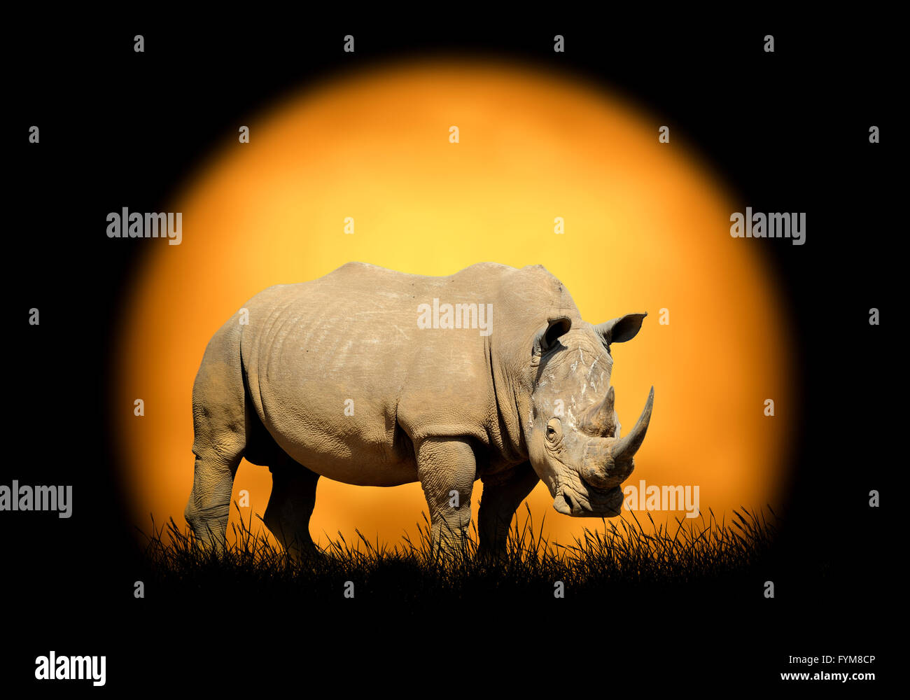 Rhino on the background of sunset. Large sun on a dark background Stock ...