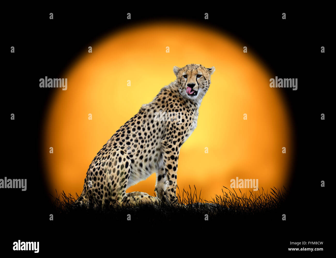 Cheetah sunset hi-res stock photography and images - Alamy