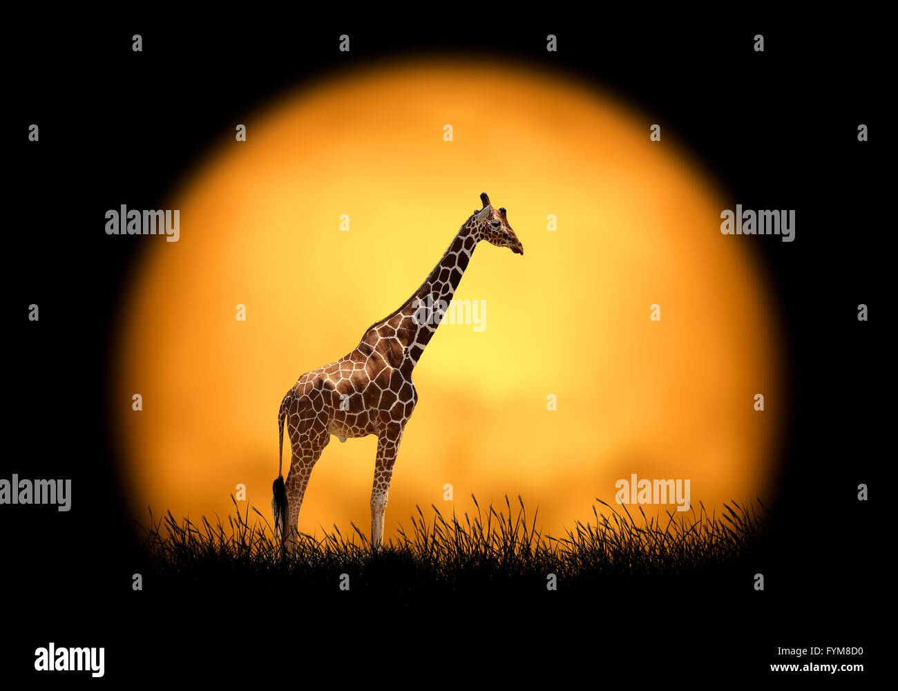 Black sun hi-res stock photography and images - Alamy