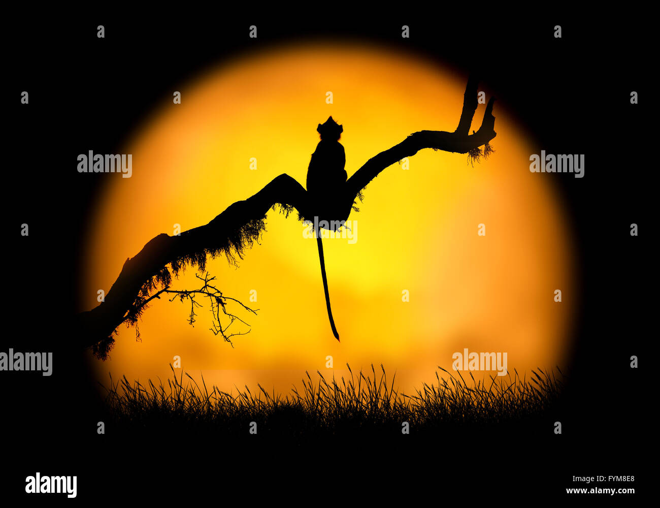 Silhouette monkey on the background of sunset. Large sun on a dark ...