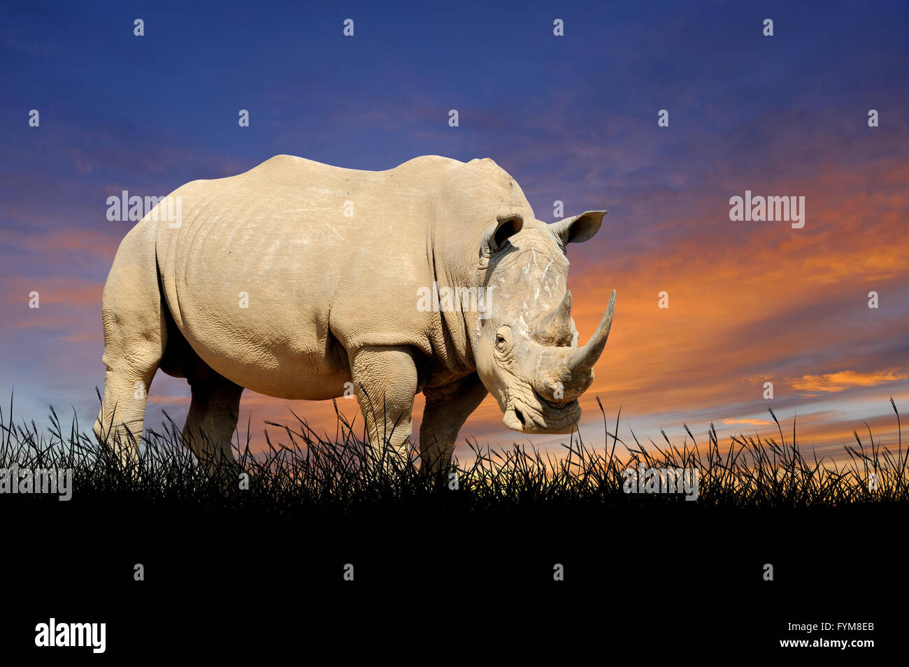 African white rhino sunset hi-res stock photography and images - Alamy
