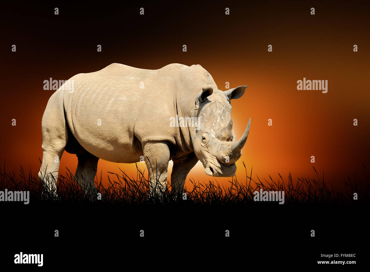 African white rhino sunset hi-res stock photography and images - Alamy