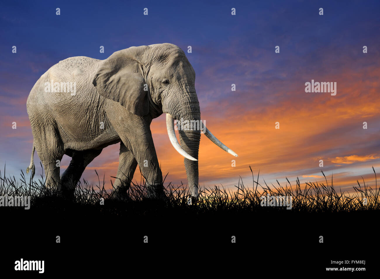 Elephant on sunset hi-res stock photography and images - Alamy