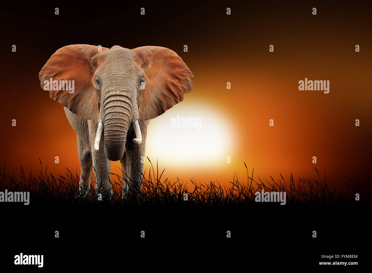 African Sunset With Elephants