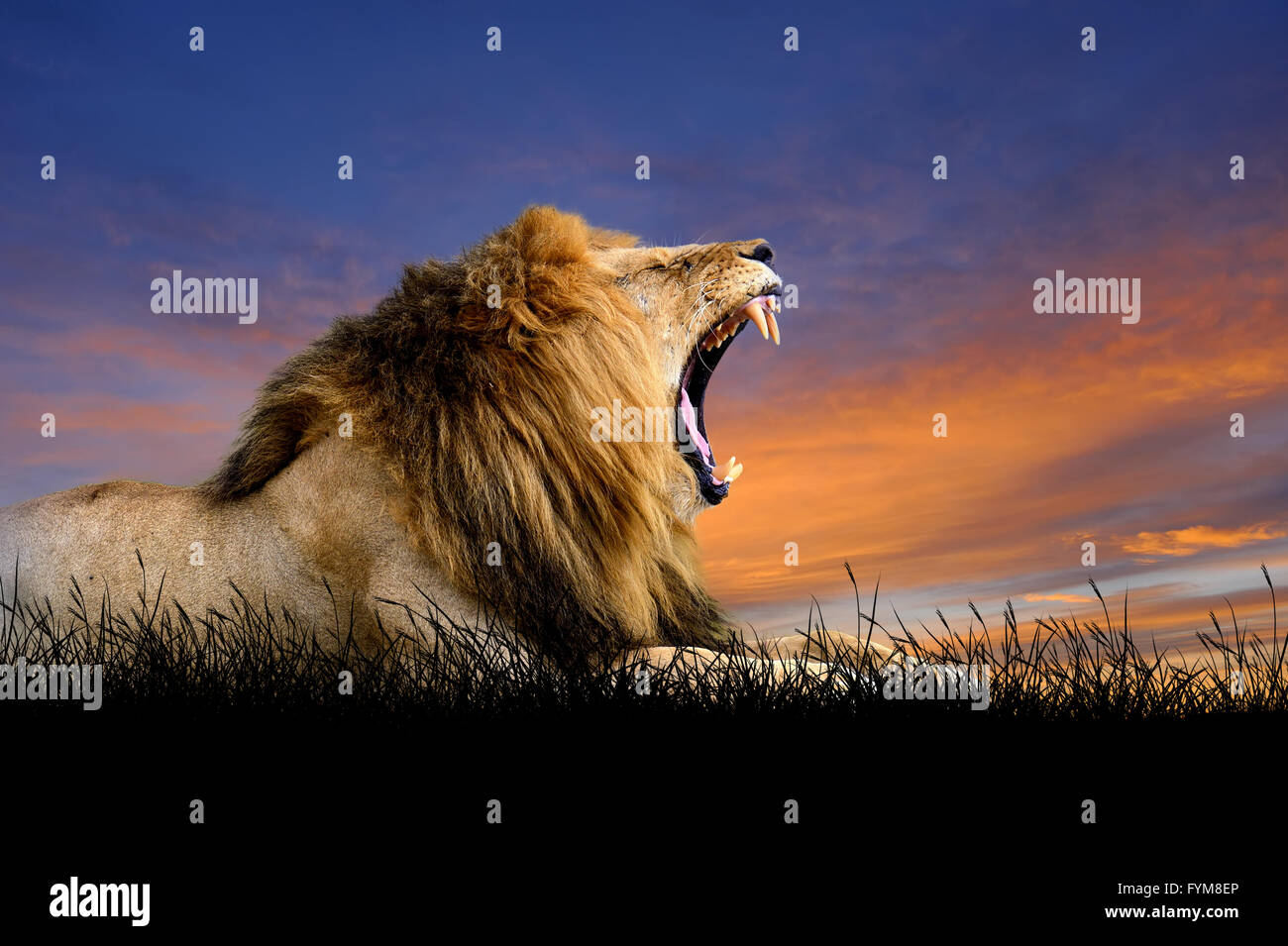 Sunset lion hi-res stock photography and images - Alamy