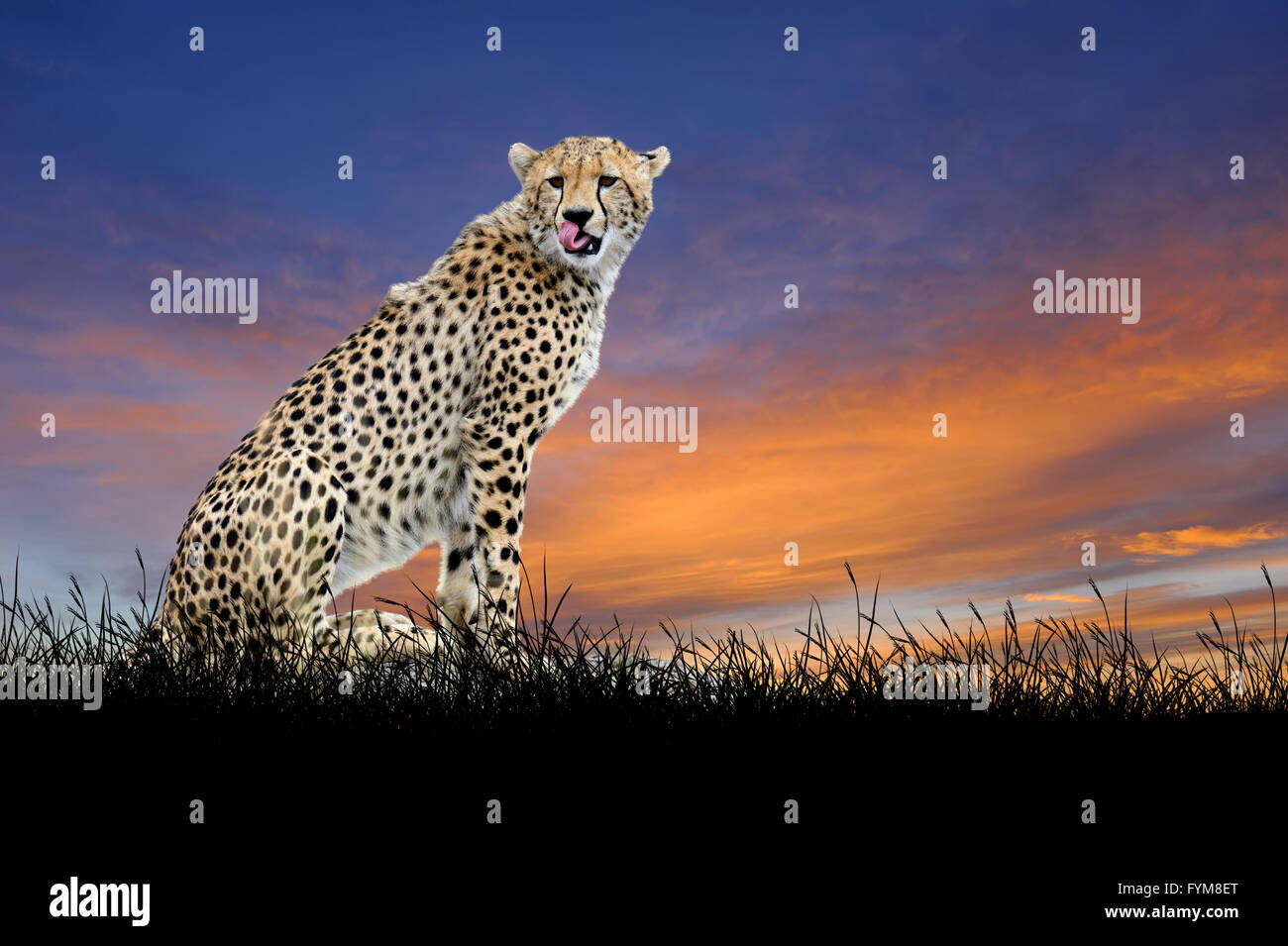 Cheetah against on the background of sunset sky Stock Photo - Alamy