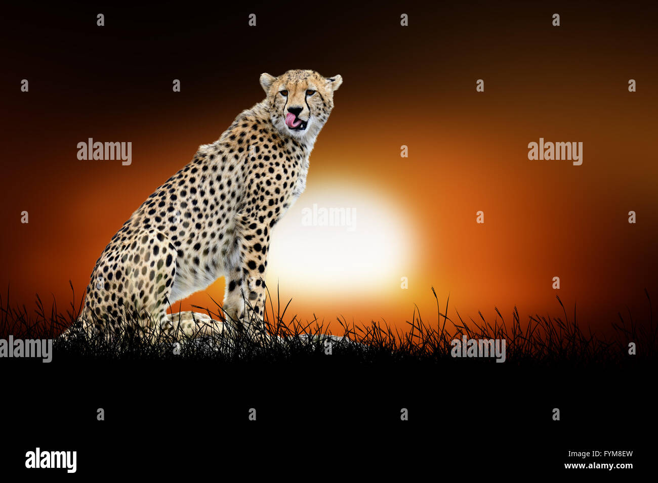 Cheetah against on the background of african sunset Stock Photo - Alamy