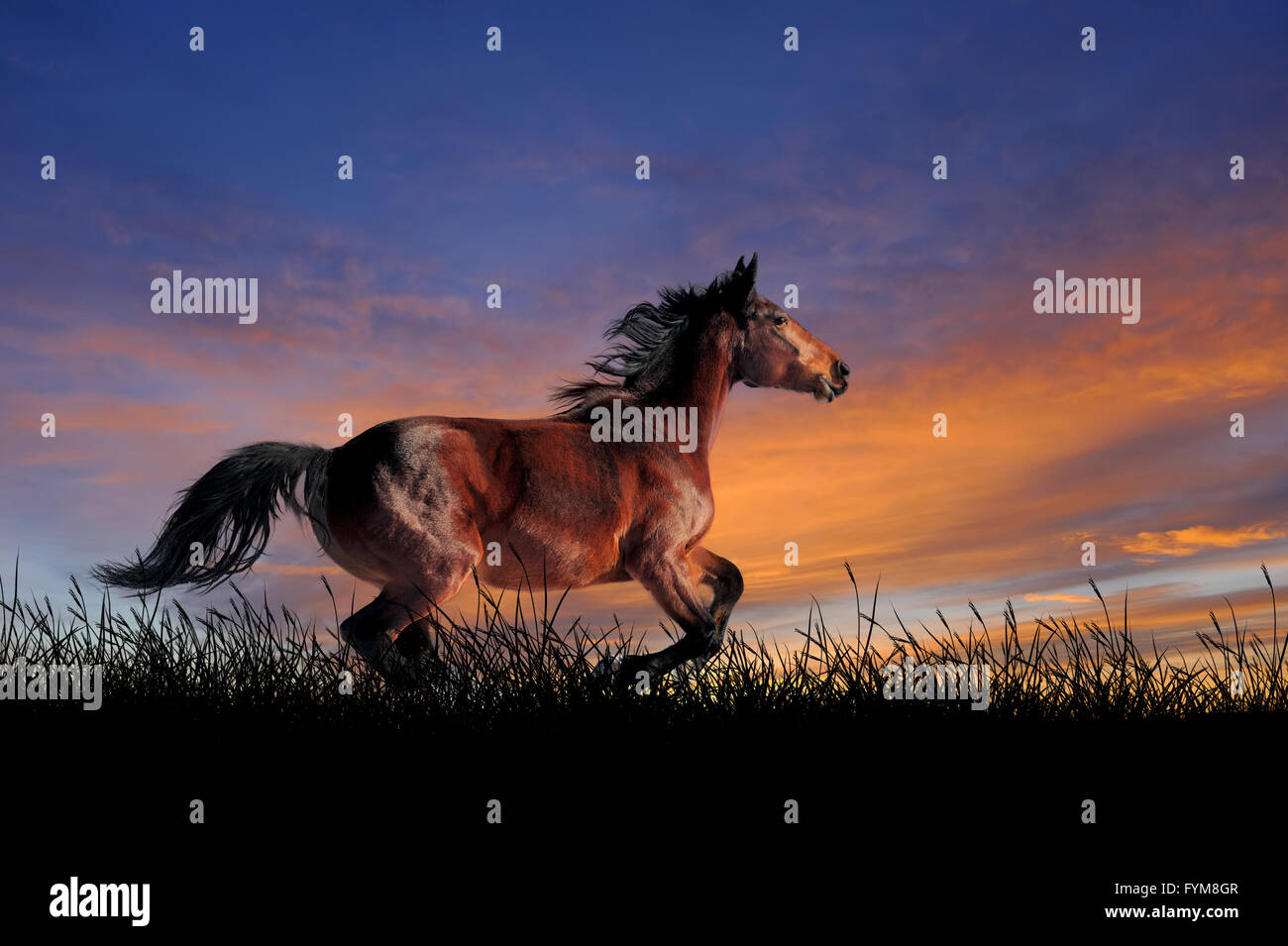 Wild Horse And Sunset Stock Photos & Wild Horse And Sunset Stock Images ...