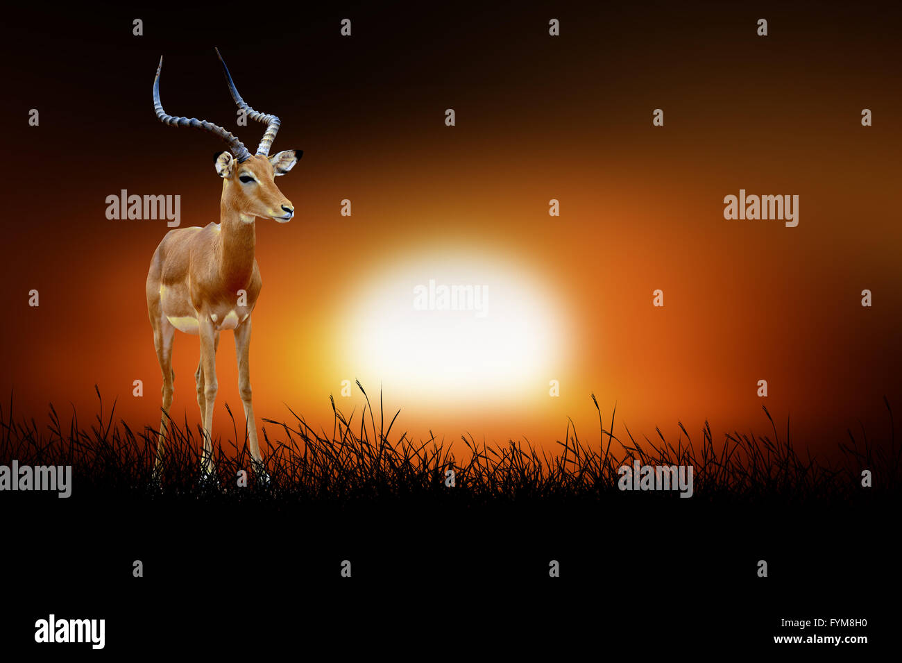 Impala against on the background of african sunset Stock Photo - Alamy