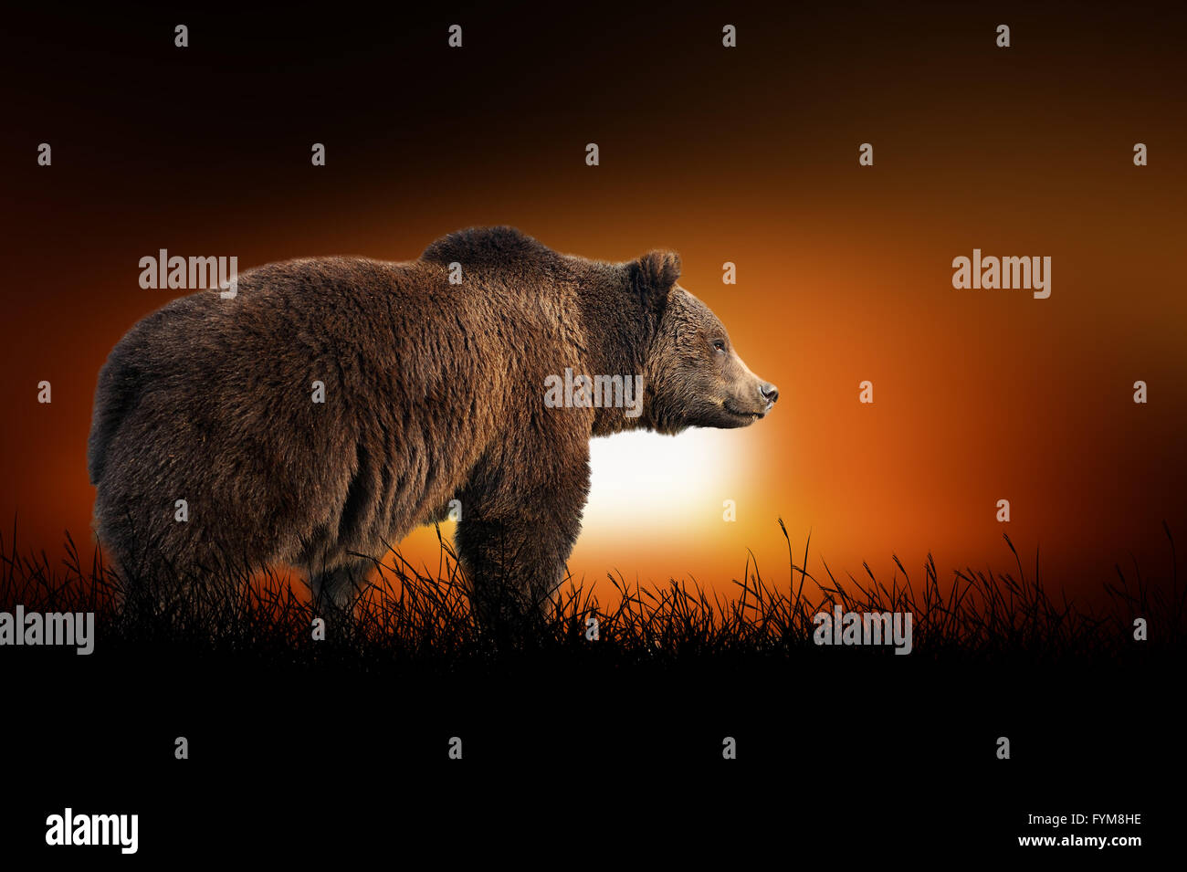 African bear hi-res stock photography and images - Alamy