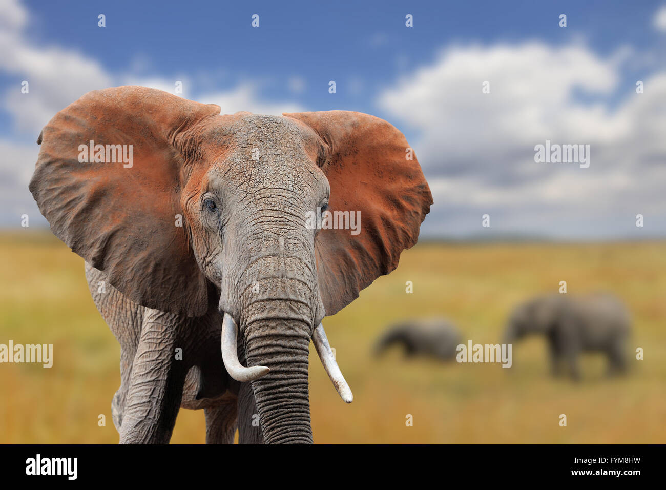 Elephant on savannah in Africa, National park of Kenya Stock Photo - Alamy