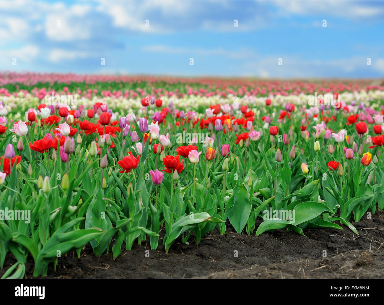 Close-up beautiful multicolour tulips in spring field Stock Photo - Alamy