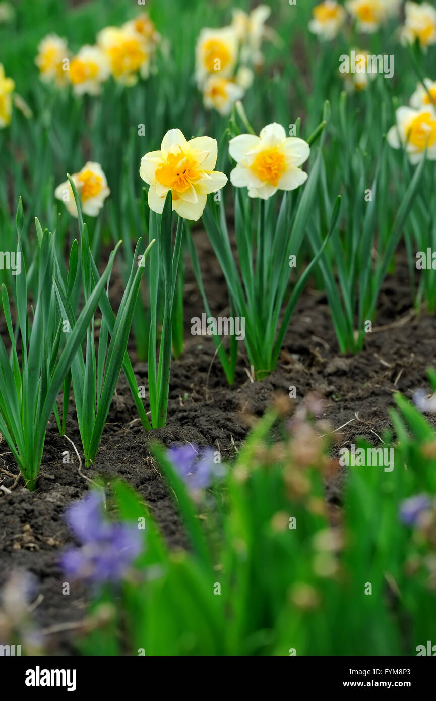 Yellow miniature daffodils in green grass. Spring time Stock Photo - Alamy